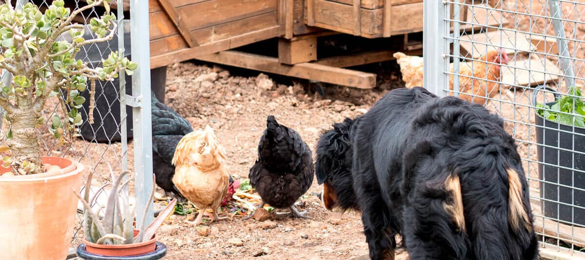 Want an Easy Way to Keep Predators Away from Your Chickens? - Oh, The ...