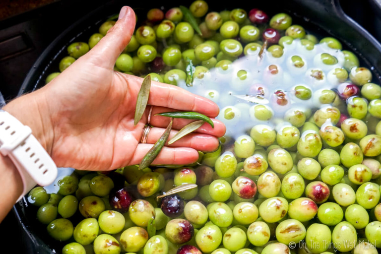 How to Make Lye Cured Olives - A Step by Step Tutorial - Oh, The Things ...