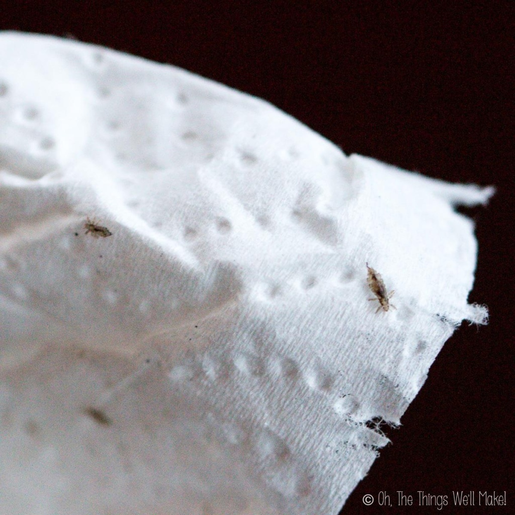 Homemade Lice Prevention Spray And Natural Remedies Oh The Things