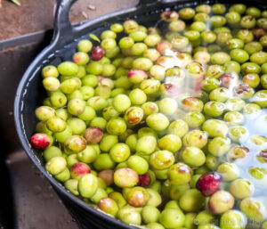 How to Make Lye Cured Olives - A Step by Step Tutorial - Oh, The Things ...