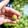 How to Make Lye Cured Olives - A Step by Step Tutorial - Oh, The Things ...
