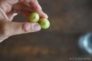 How to Make Lye Cured Olives - A Step by Step Tutorial - Oh, The Things ...